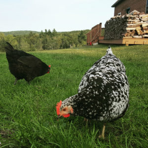 A Guide to Different Colored Chicken Eggs - Backyard Poultry